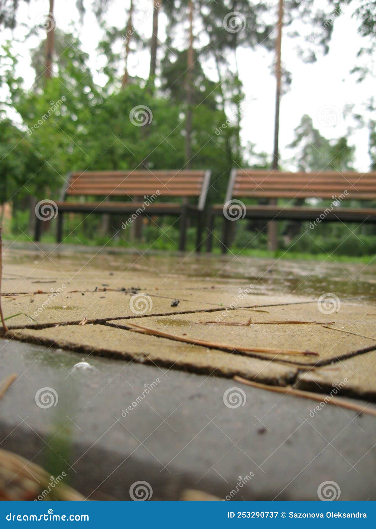 Two Park Benches on a Path in the Rain Stock Image - Image of road ...
