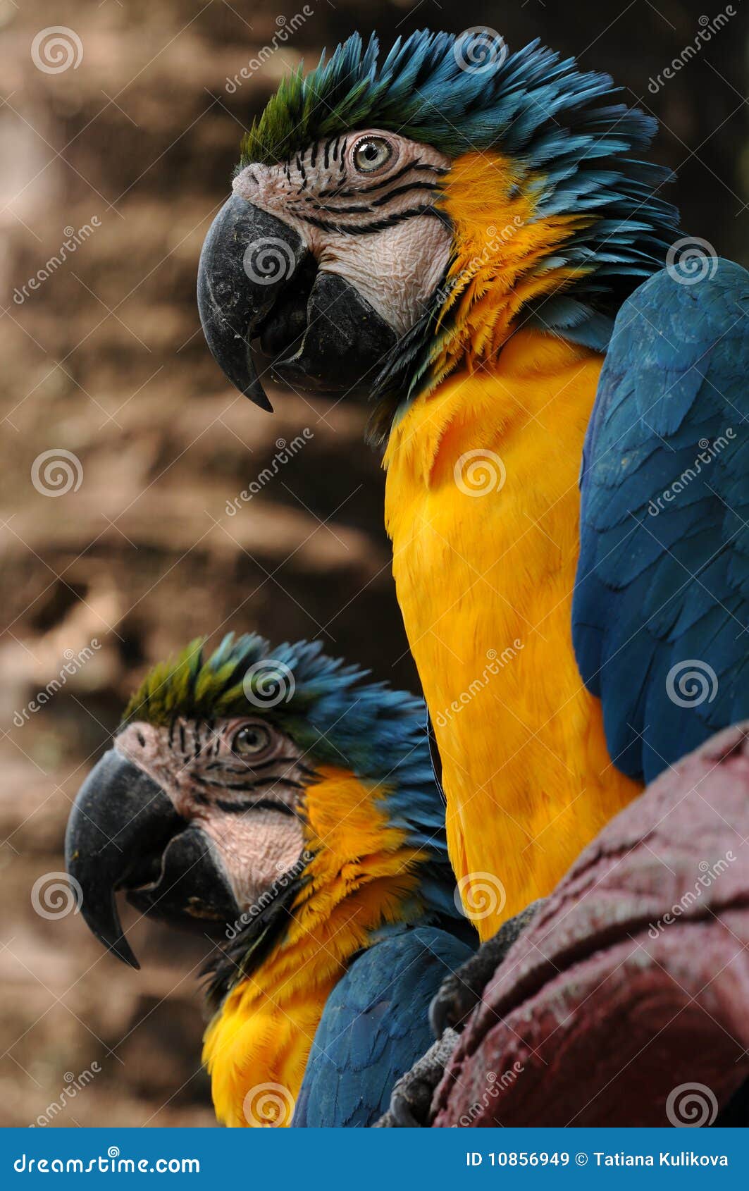 Two parrot stock image. Image of yellow, blue, ararauna - 10856949