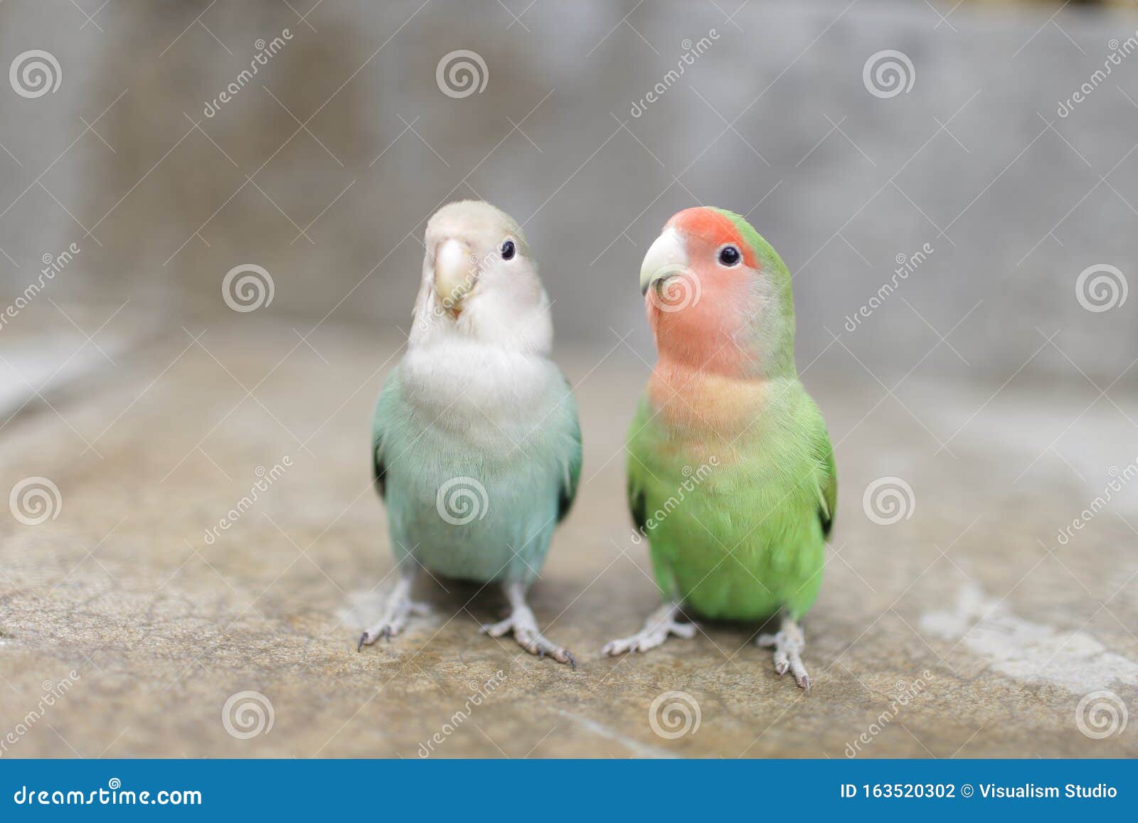 Two Parrot Babies Were Perched on a Tree Trunk Stock Photo - Image of ...