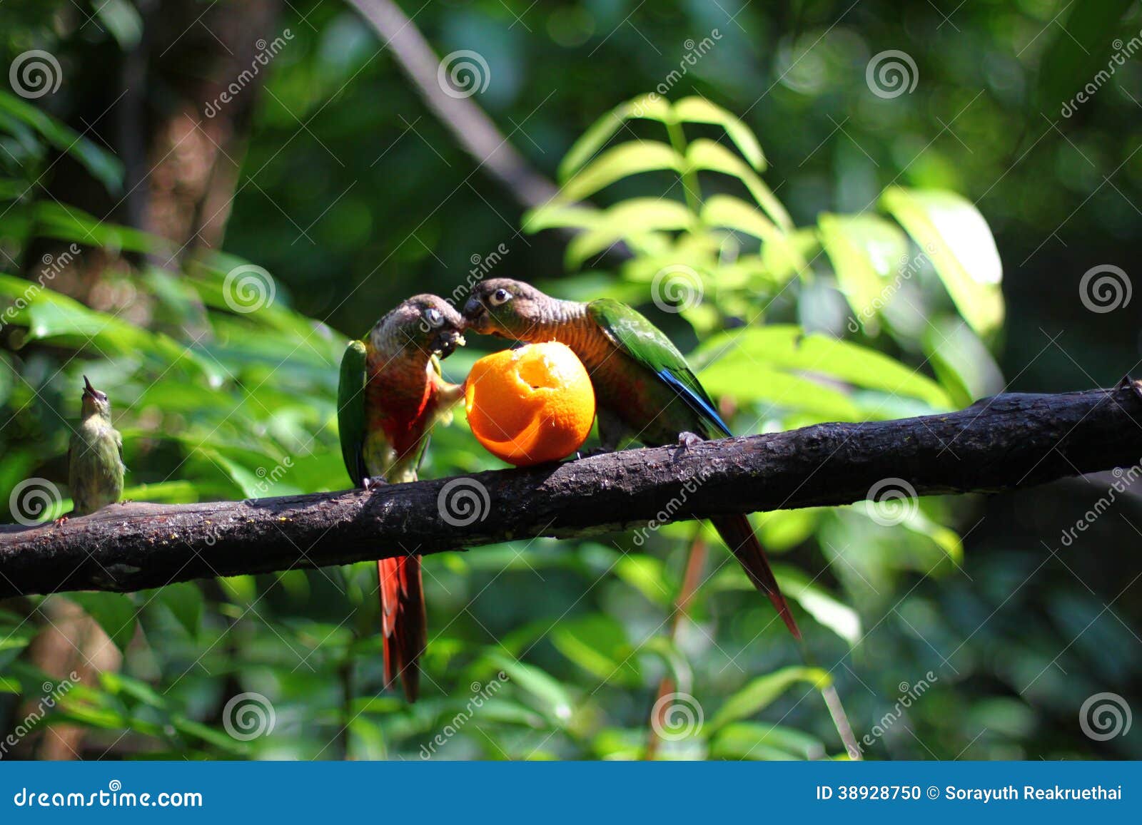 Two parrot bird stock photo. Image of animal, tropical - 38928750