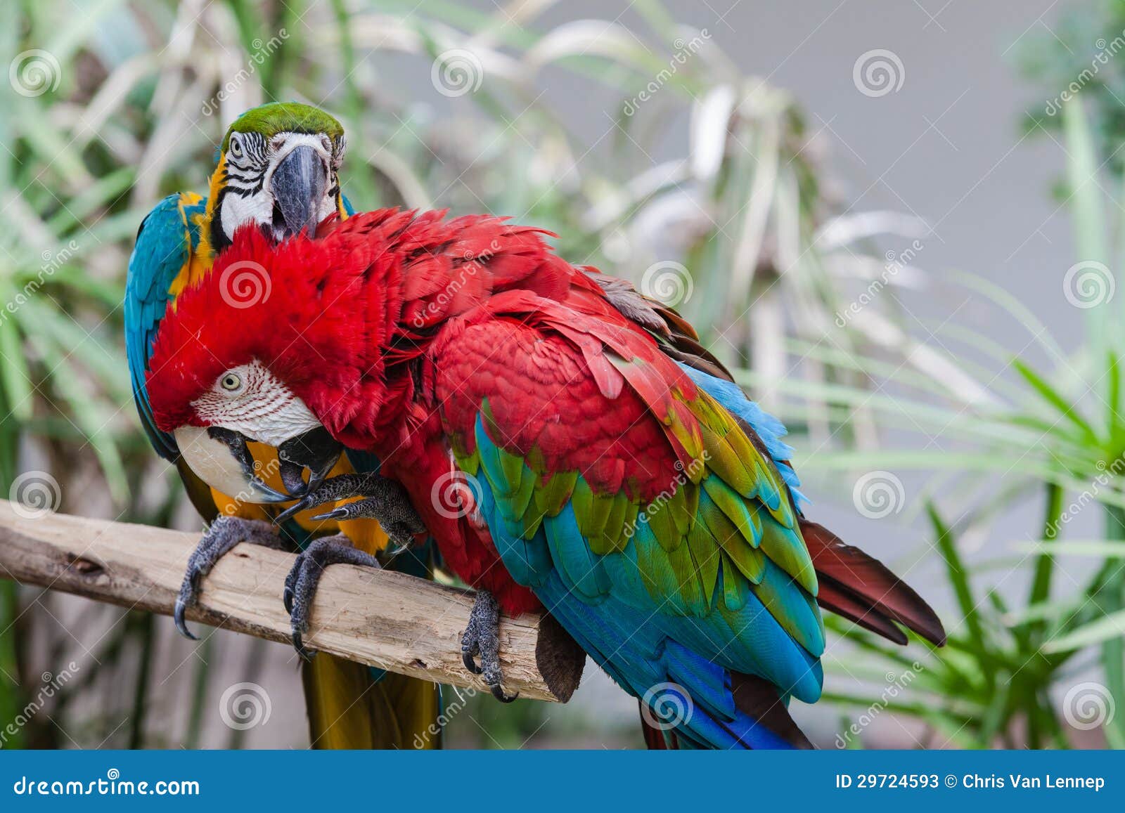 Two Parrot Birds Necking stock image. Image of birds - 29724593