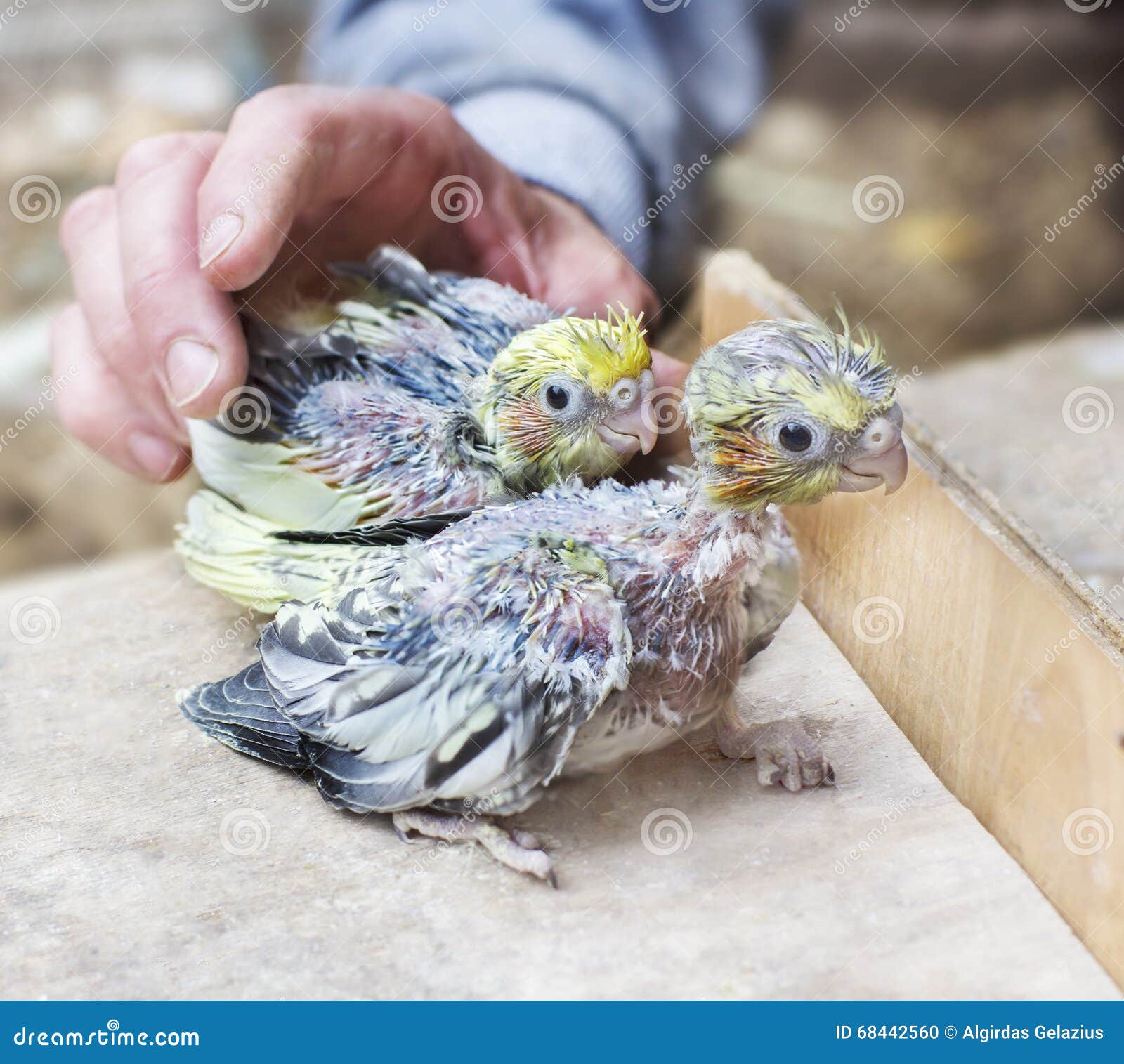 Two parrot chicks stock photo. Image of fledgling, fingers - 68442560