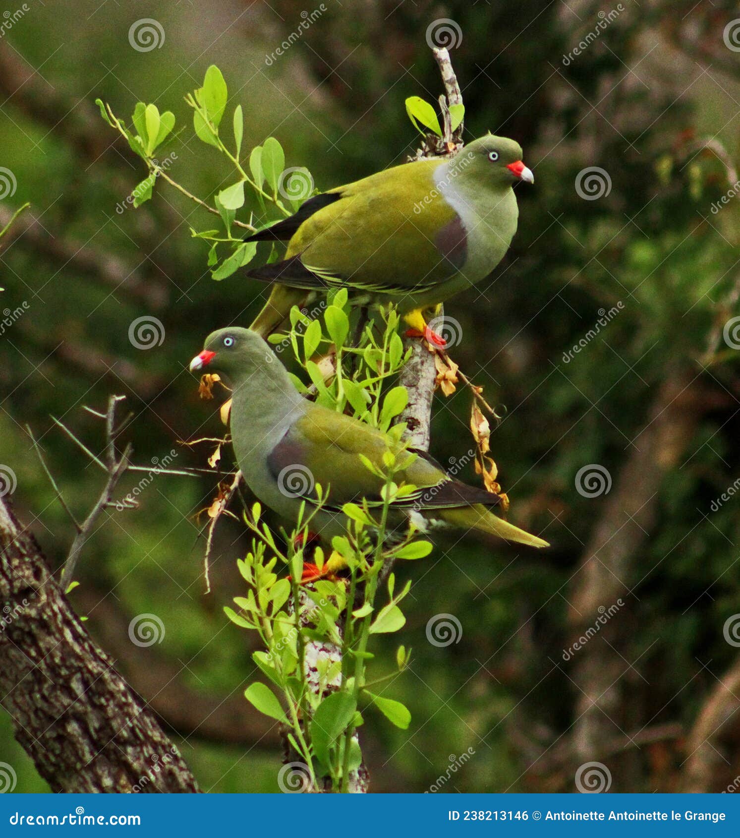 Two parrot dove stock photo. Image of jungle, plant - 238213146