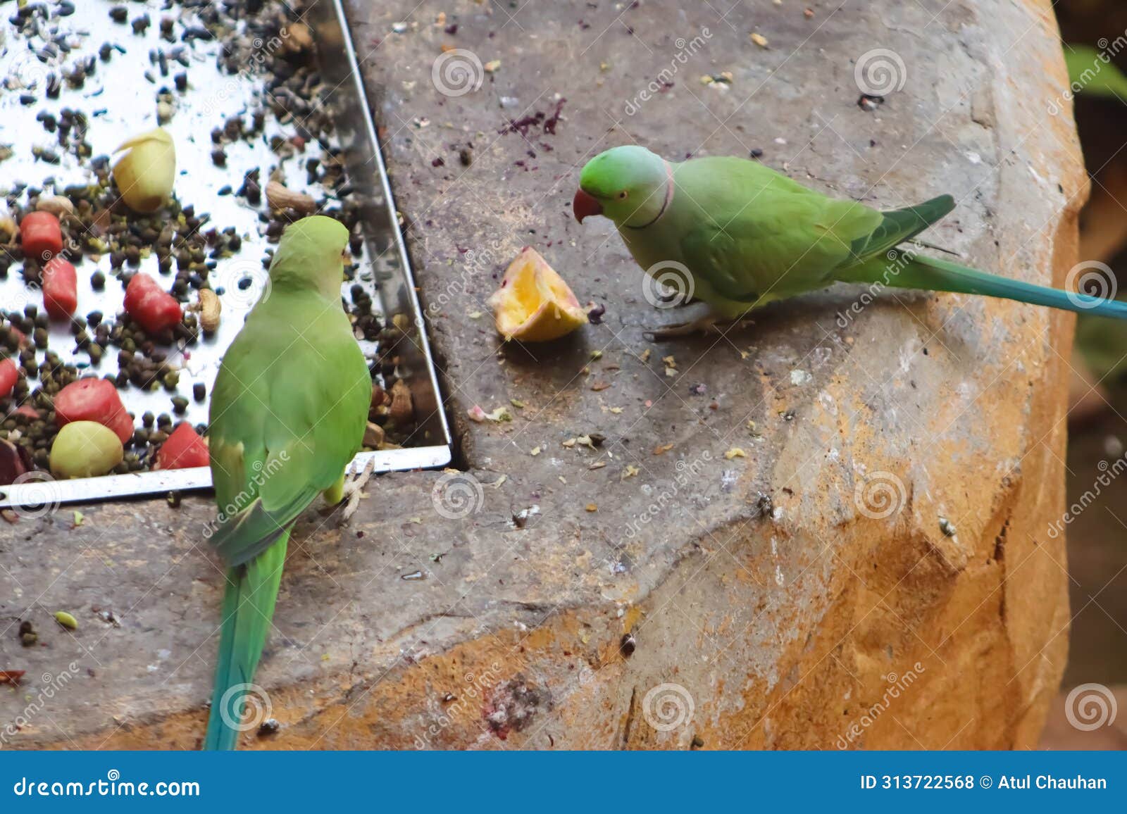 Two Parrot Eating Fruits in the Zoo Stock Photo - Image of lovebird ...