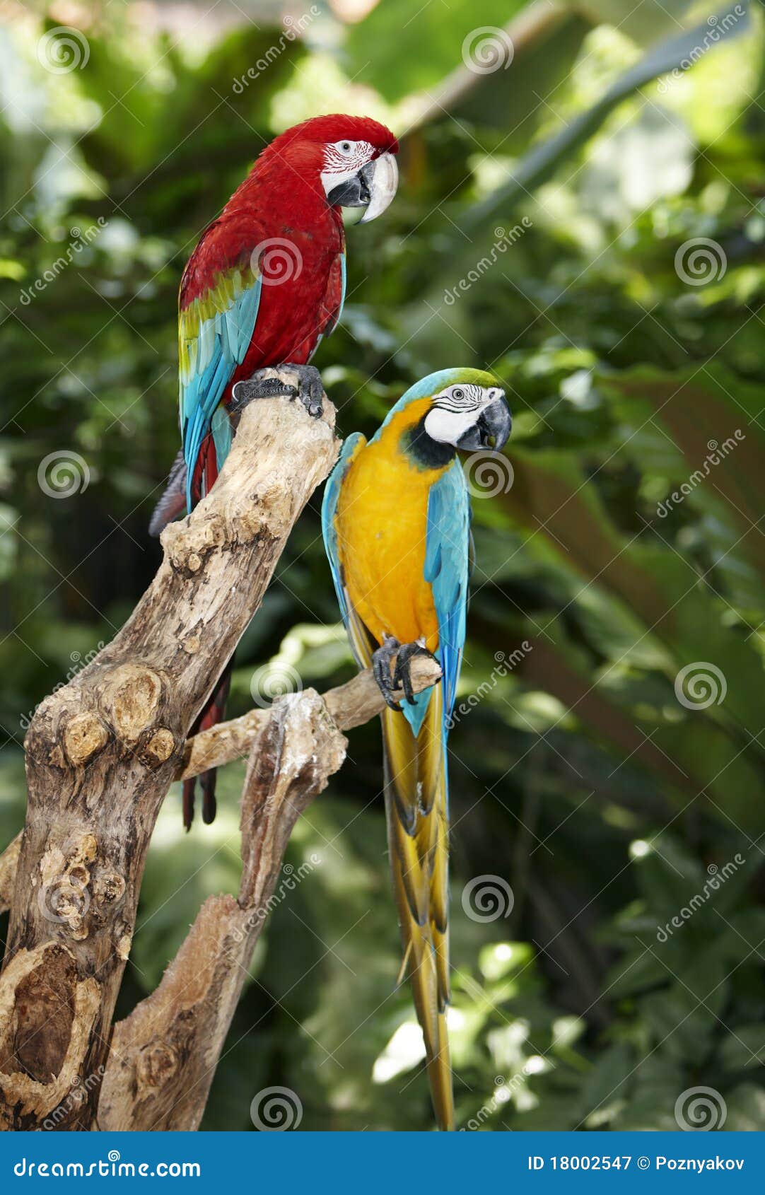 Two Parrot in Green Rainforest. Stock Image - Image of color, closeup ...