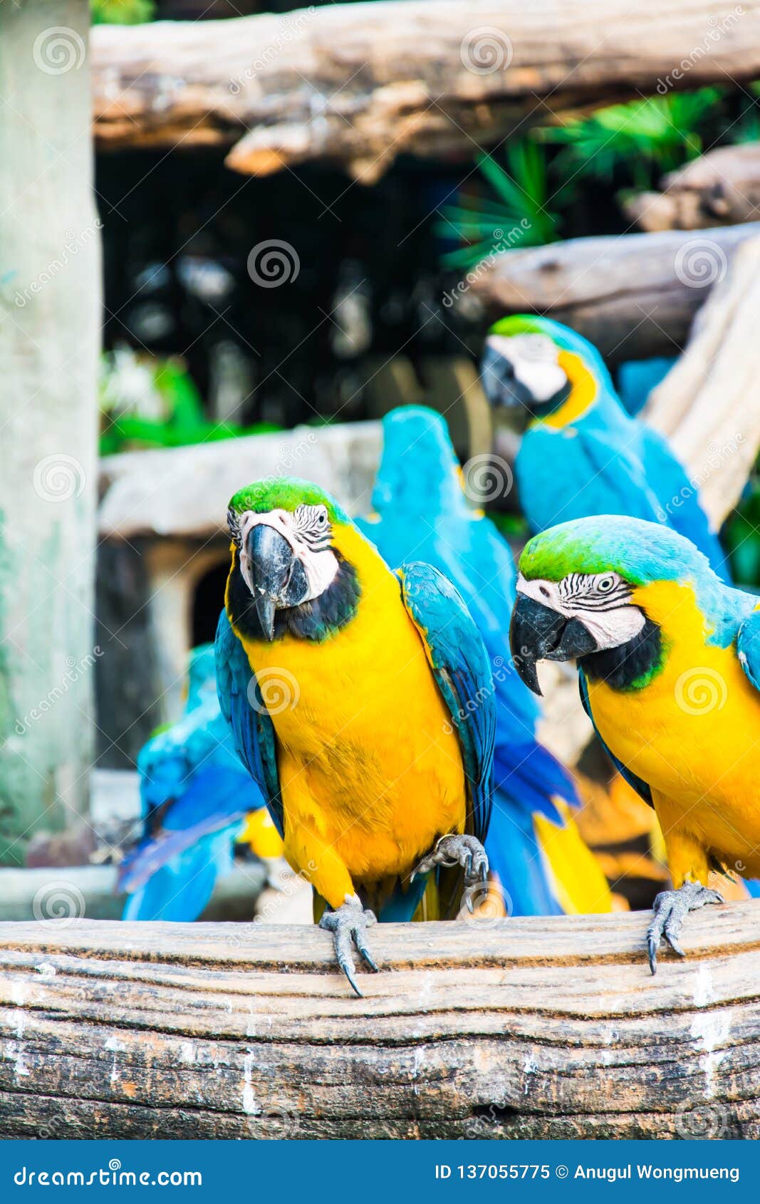 Two Parrot Playing on the Branches Which it is Beautiful. Stock Image ...