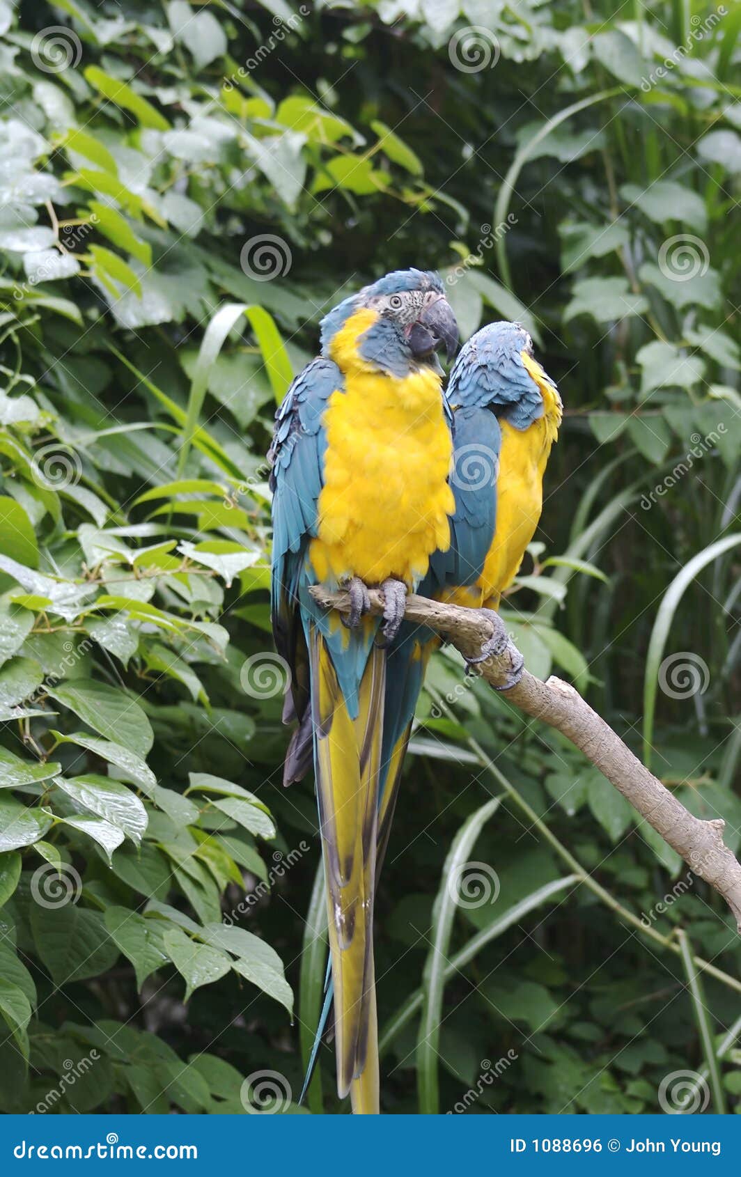 Two parrots stock photo. Image of bird, tree, jungle, beak - 1088696