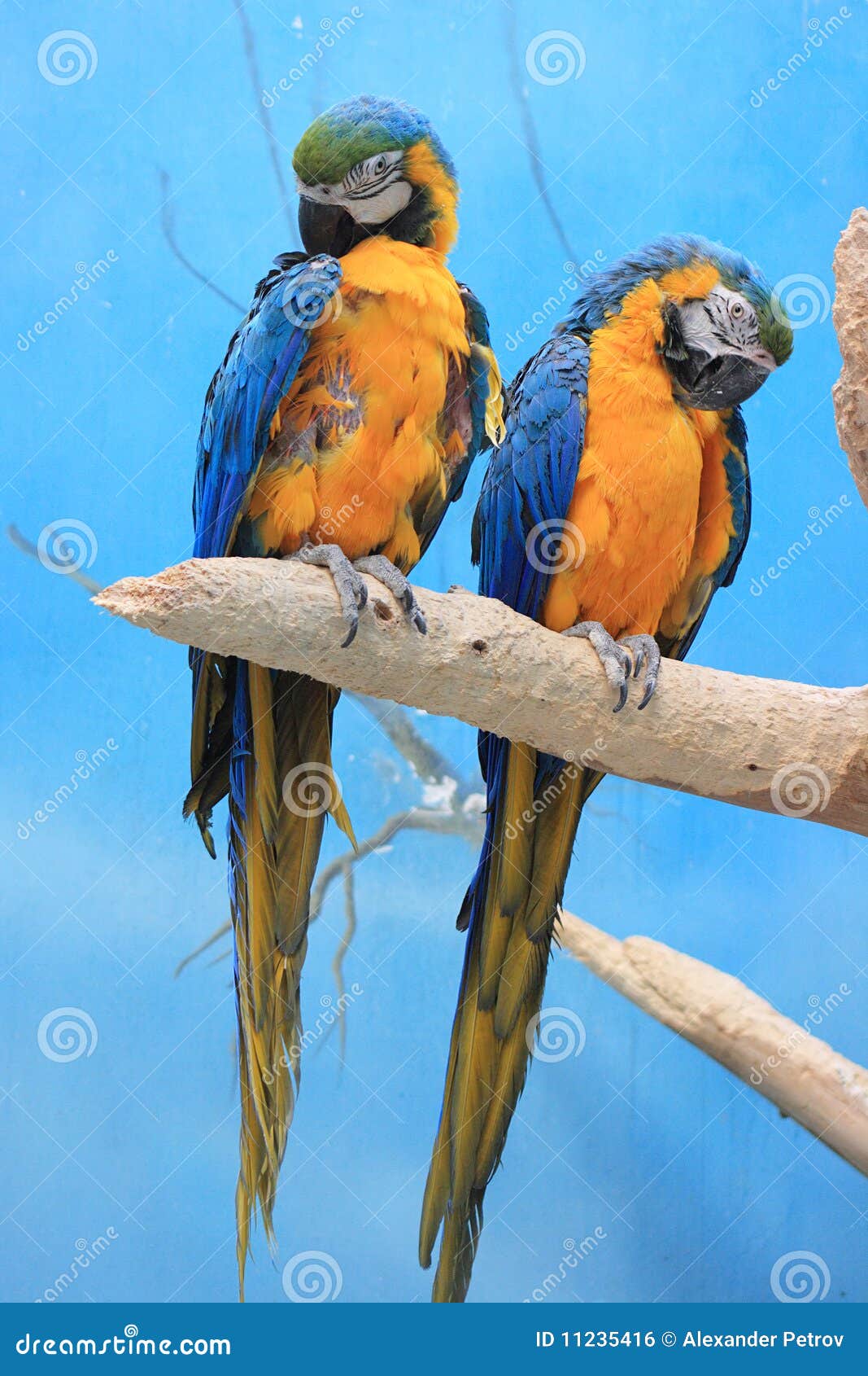Two parrots stock photo. Image of closeup, bill, feather - 11235416