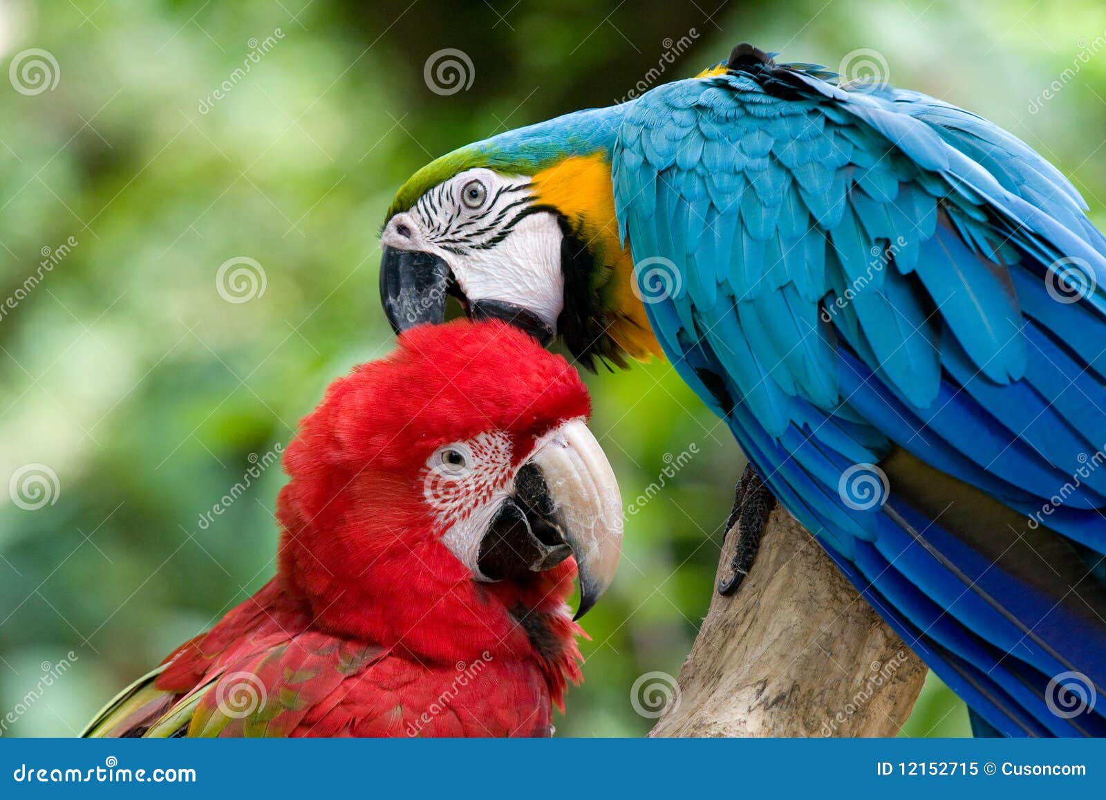 Two parrots stock image. Image of bird, yellow, blue - 12152715