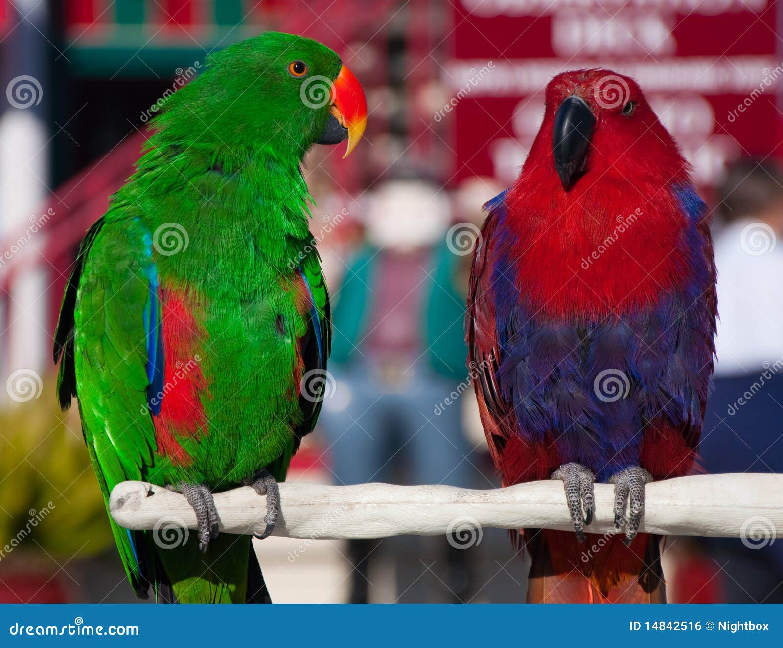 Two parrots stock photo. Image of wing, parrot, california - 14842516
