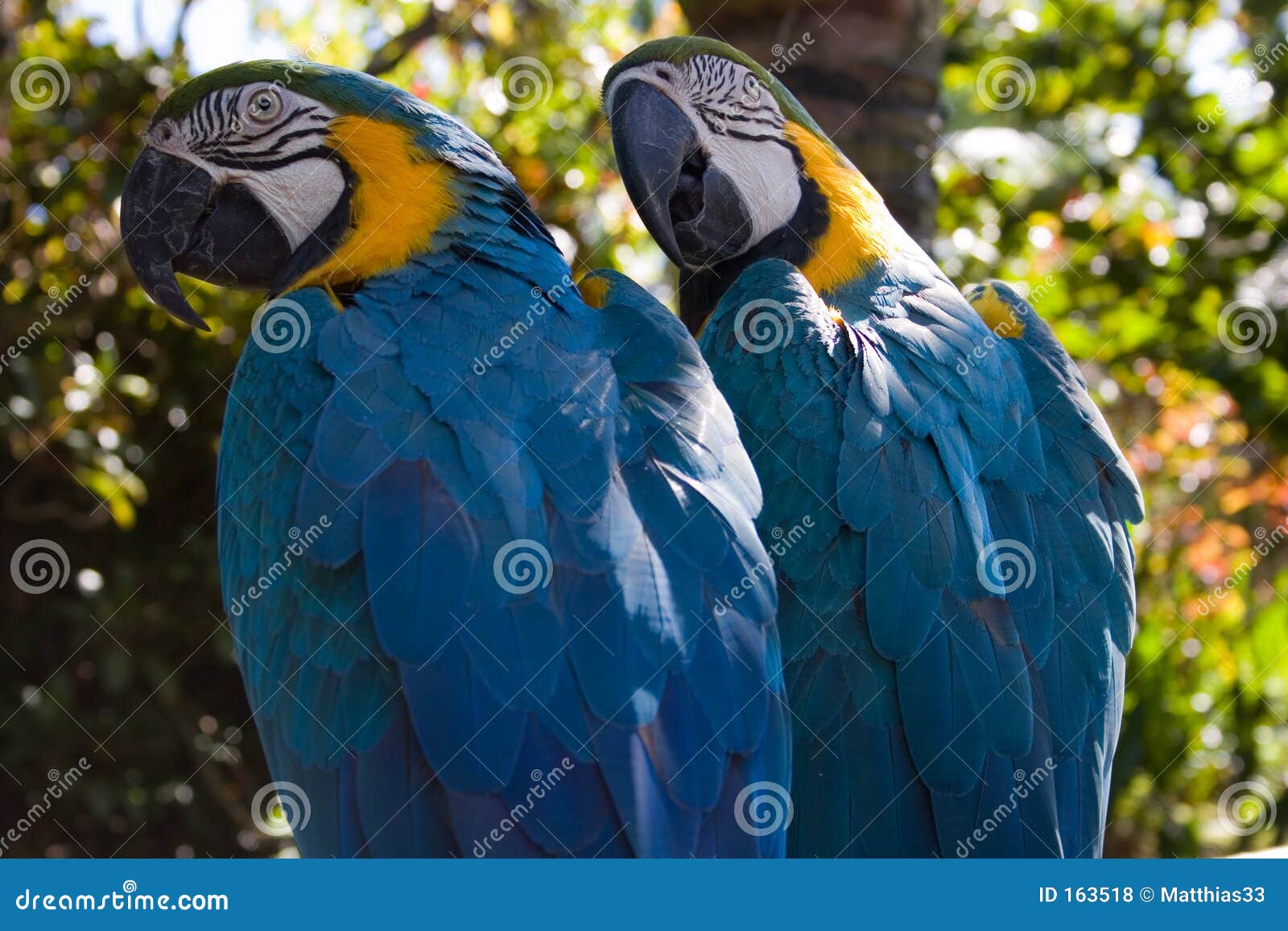 Two Parrots stock photo. Image of balanced, parrots, maui - 163518