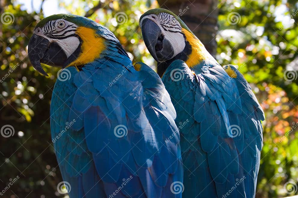 Two Parrots stock photo. Image of balanced, parrots, maui - 163518