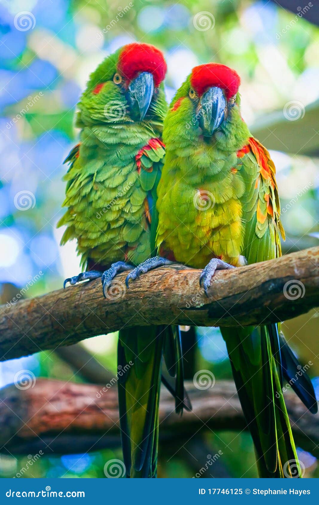 Two Parrots stock image. Image of tropical, birds, green - 17746125