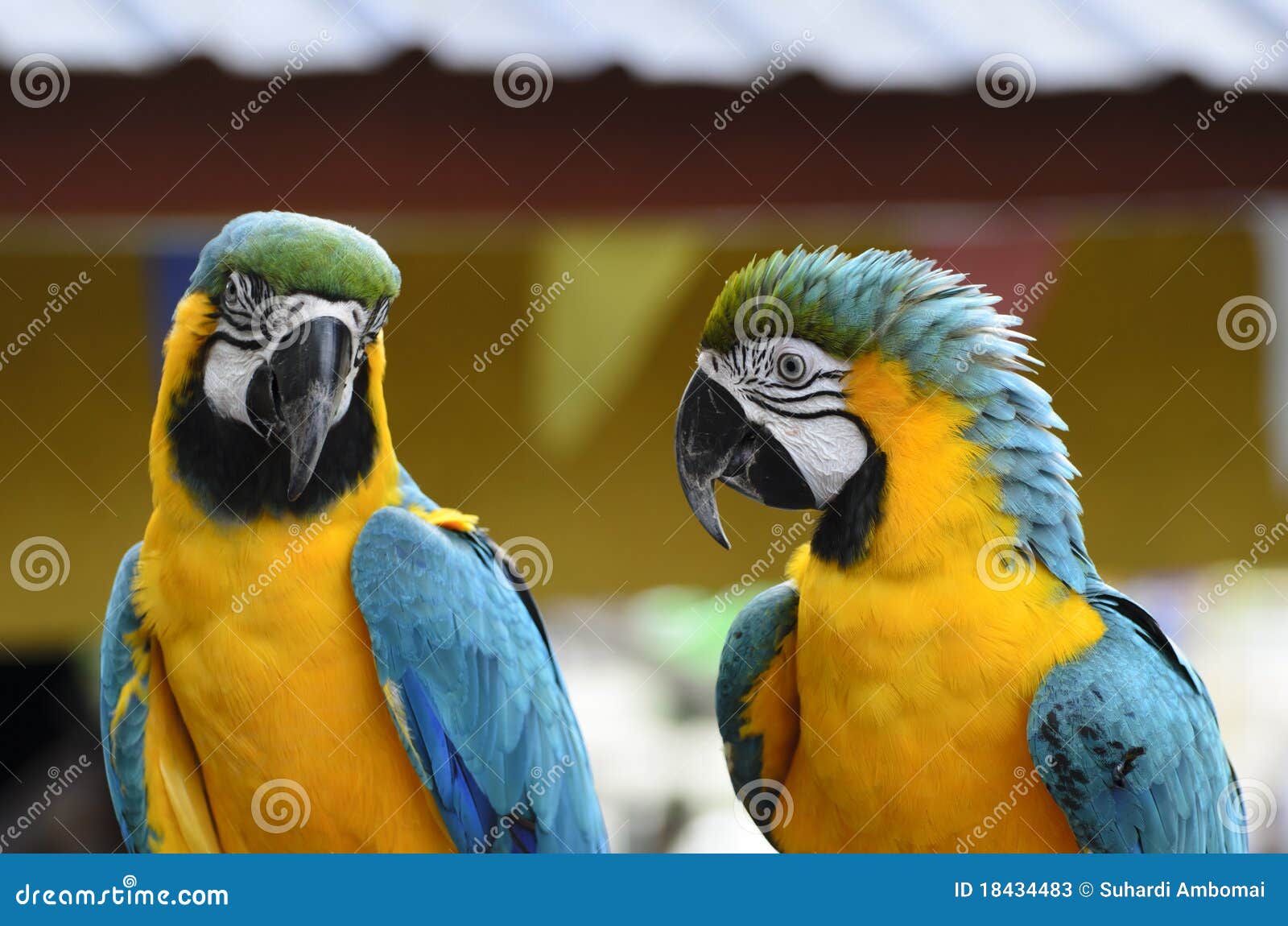 Two parrots stock image. Image of feather, beak, bird - 18434483
