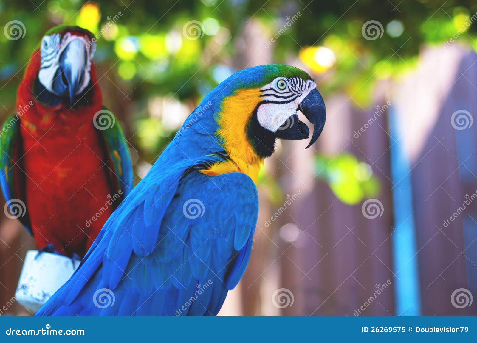 Two parrots stock image. Image of parrot, face, macaw - 26269575