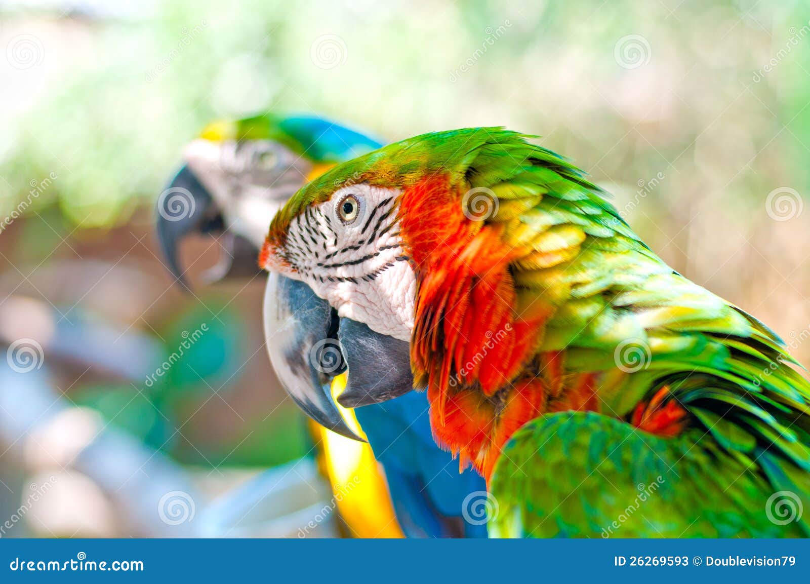 Two parrots stock image. Image of brilliant, markings - 26269593