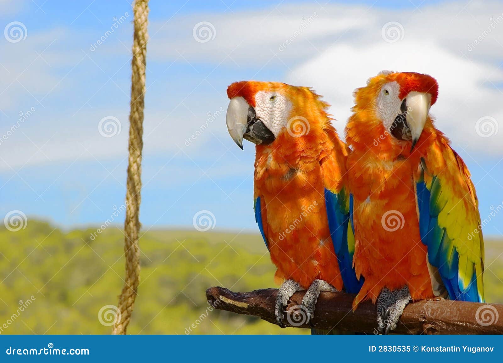 Two parrots stock image. Image of beauty, pets, couple - 2830535
