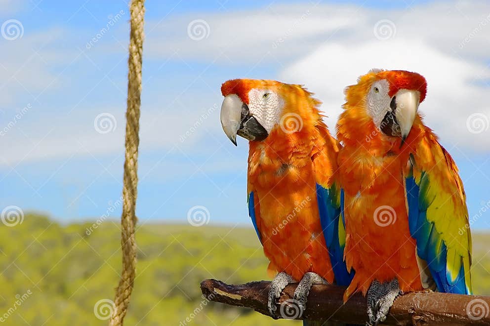 Two parrots stock image. Image of beauty, pets, couple - 2830535