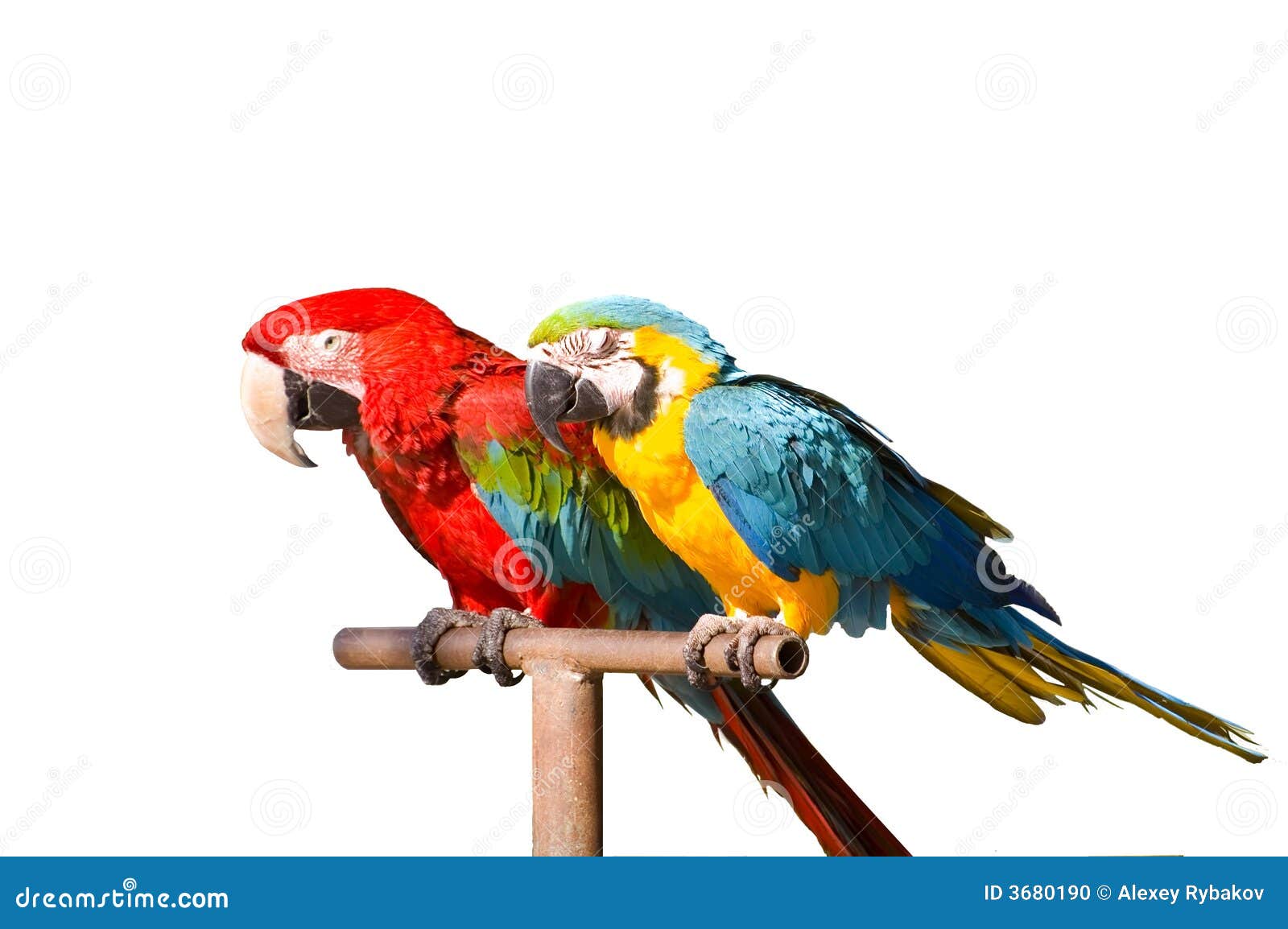 Two parrots stock photo. Image of orange, blue, mccaws - 3680190