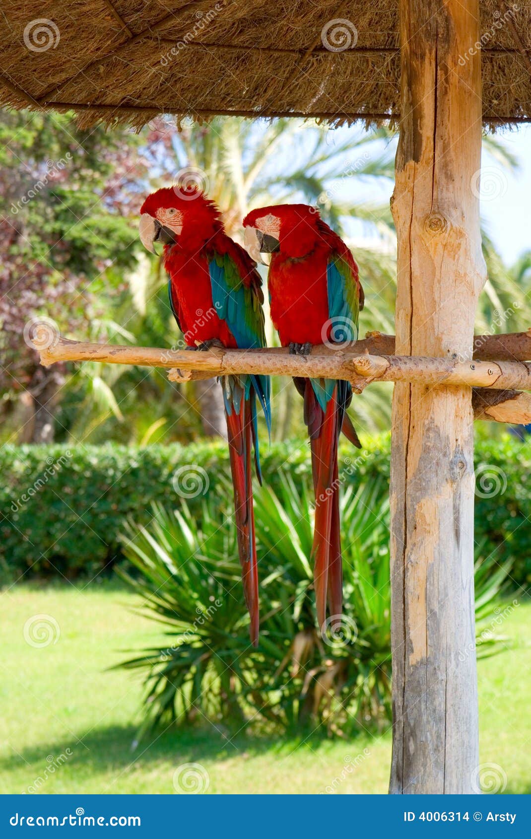 Two parrots stock photo. Image of perch, beautiful, macaw - 4006314