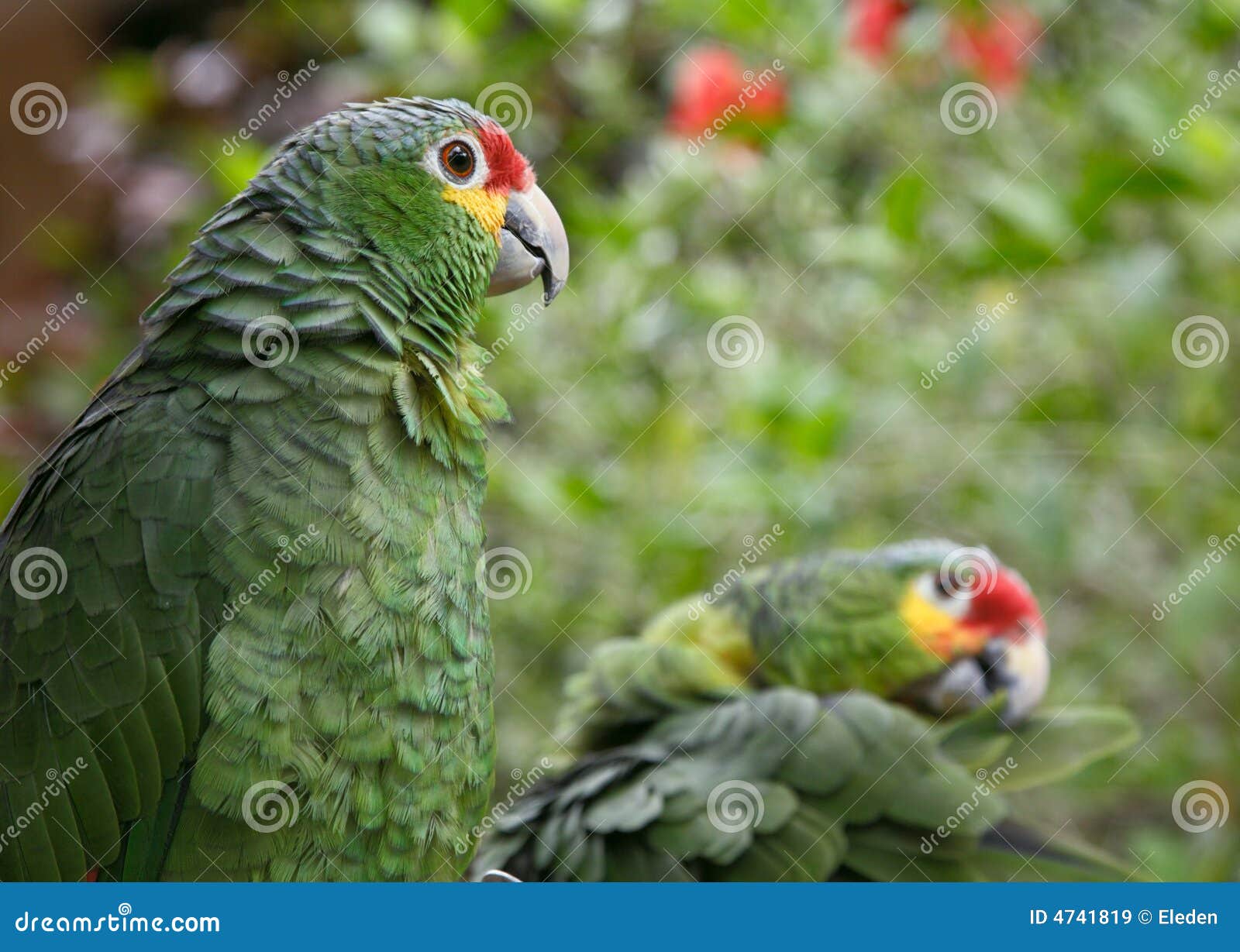 Two parrots stock image. Image of green, bird, blue, feather - 4741819