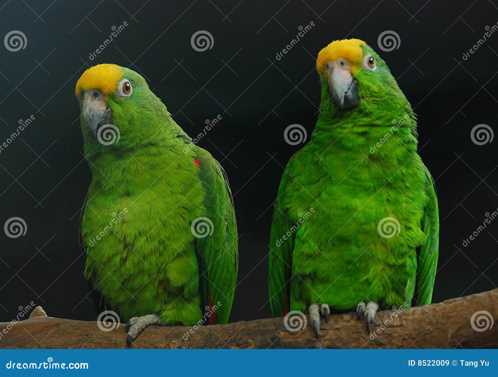 Two parrots stock image. Image of yellow, animal, black - 8522009