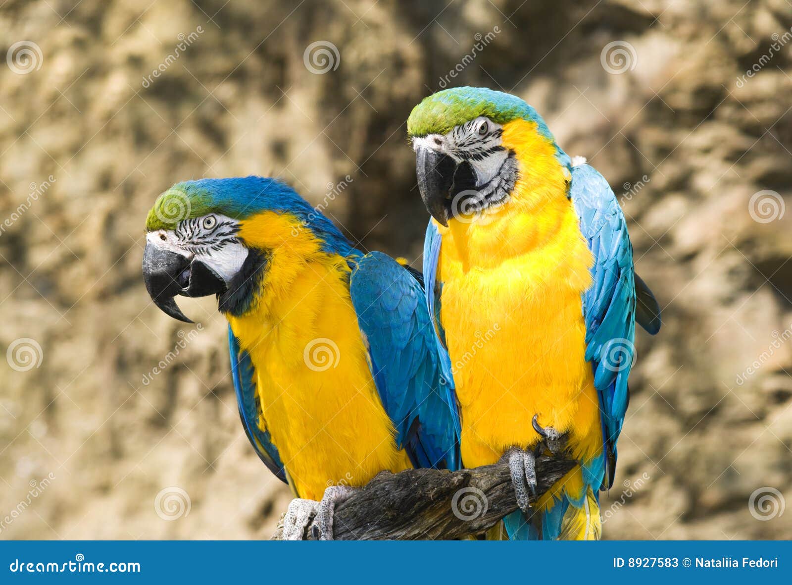 Two parrots stock image. Image of animal, exotic, sitting - 8927583