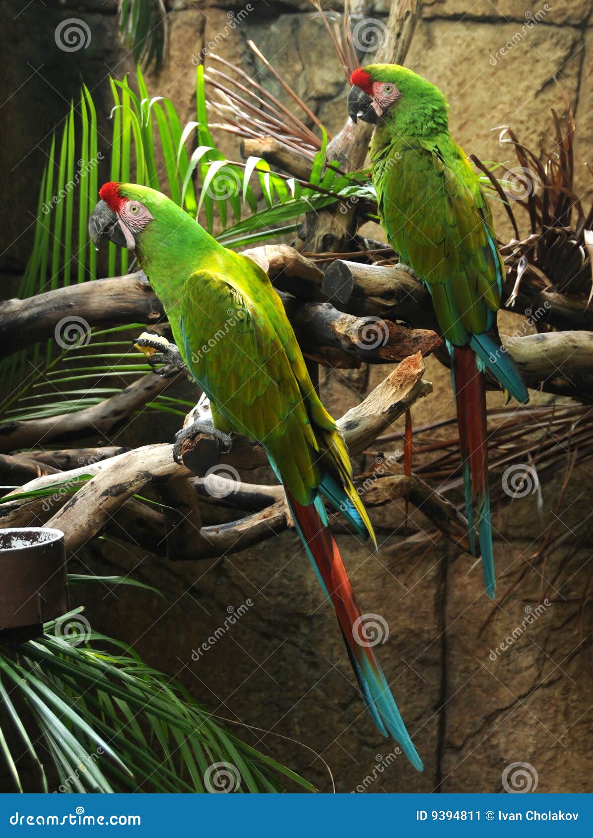 Two parrots stock image. Image of exotic, rainforest, animals - 9394811