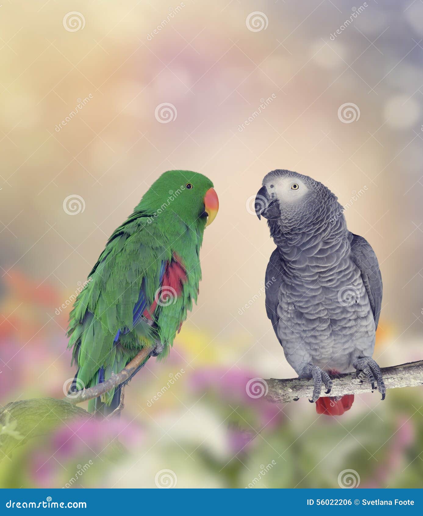 Two Parrots stock photo. Image of african, gray, parrot - 56022206