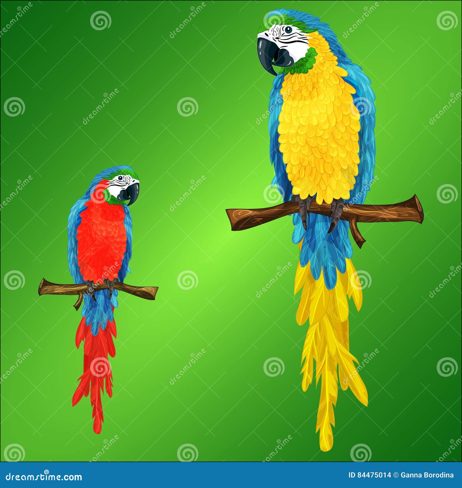 Two parrots ara macaw stock illustration. Illustration of wing - 84475014