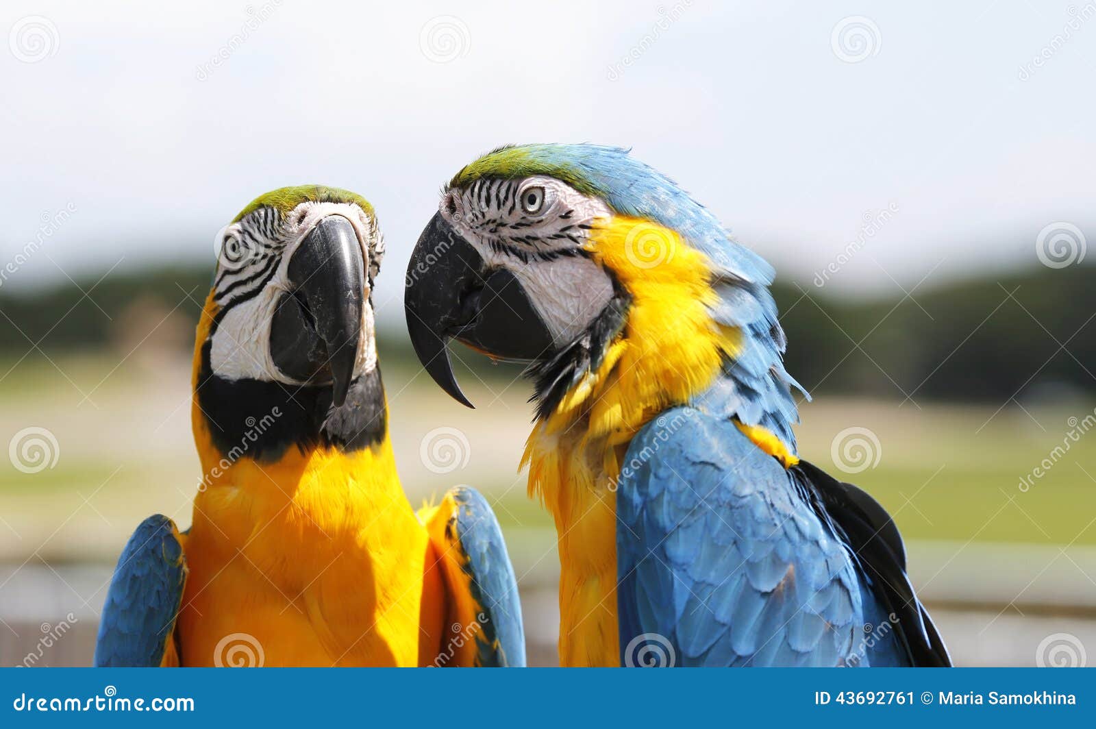 Two parrots stock image. Image of climate, beak, colored - 43692761