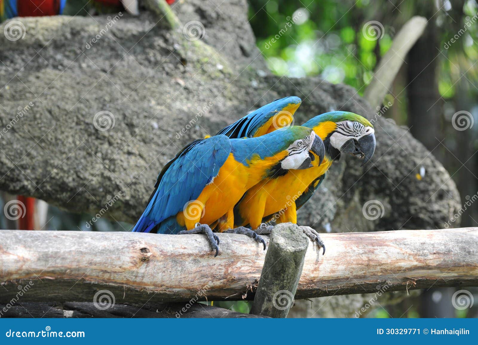 Two Parrots birds stock image. Image of white, grab, branch - 30329771
