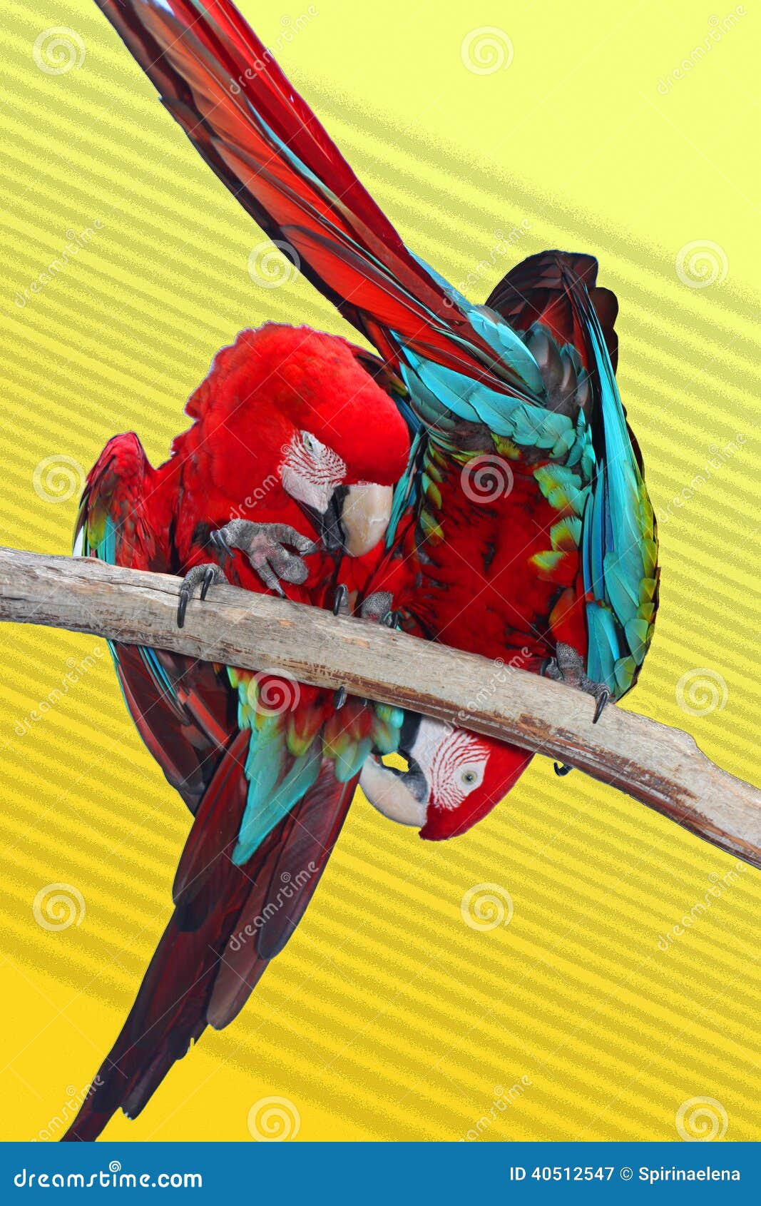 Two parrots stock image. Image of parrots, colorful, branch - 40512547