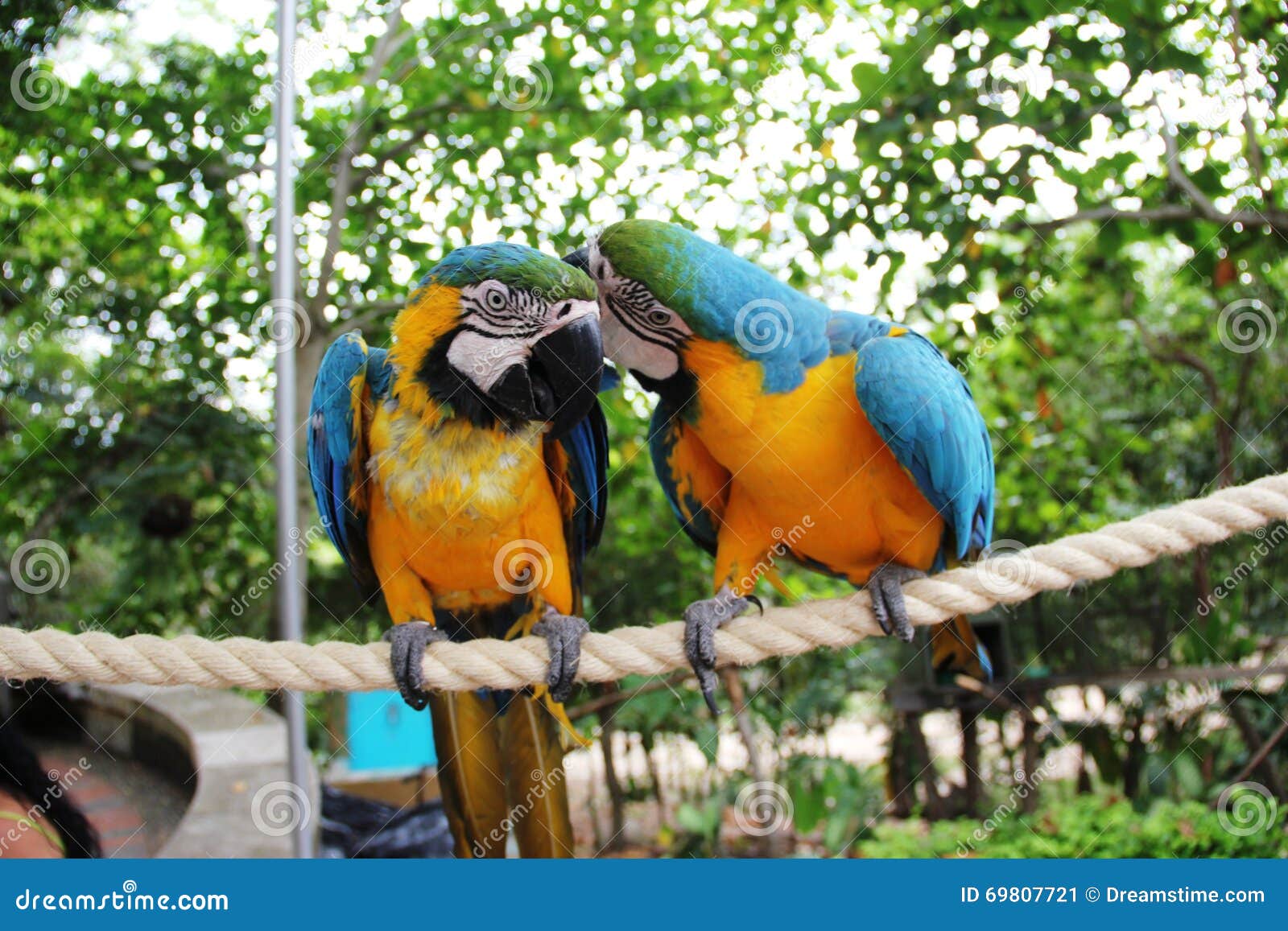 Two Parrots on a Branch Communicate Stock Image - Image of multicolored ...