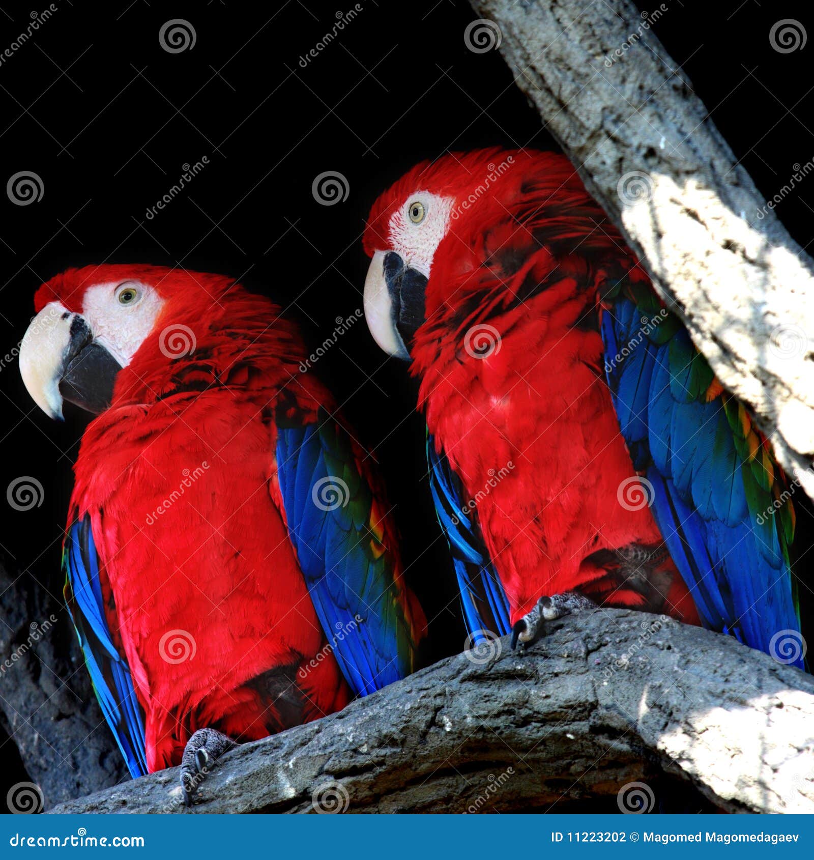 Two parrots closeup stock photo. Image of fauna, green - 11223202