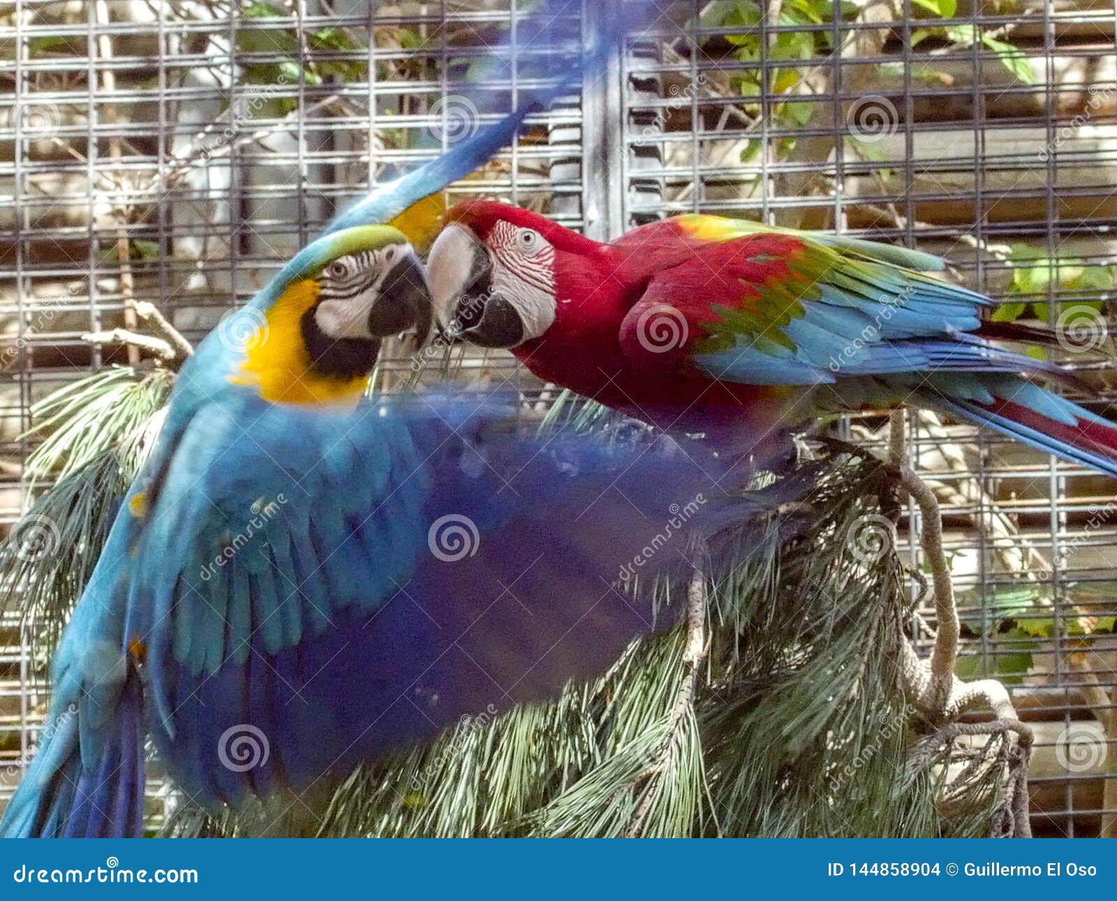 Parrots Fighting Royalty-Free Stock Image | CartoonDealer.com #47192056