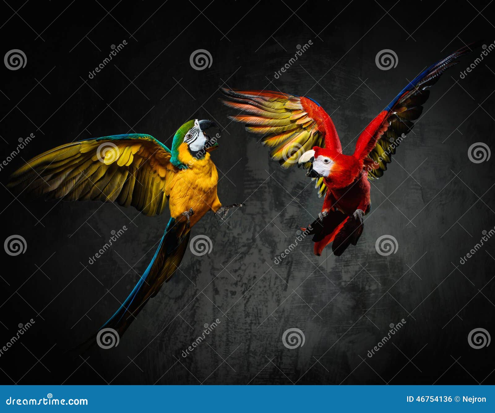 Two parrots fighting stock photo. Image of beak, bird - 46754136