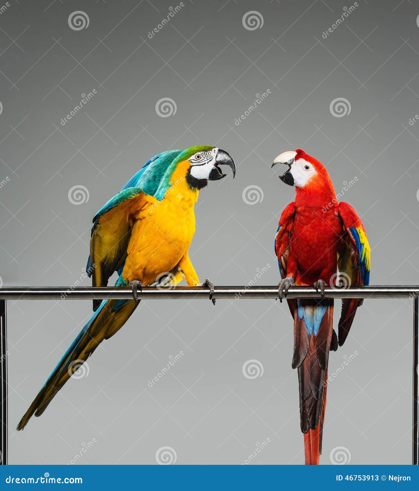 Two parrots fighting stock image. Image of isolate, protect - 46753913