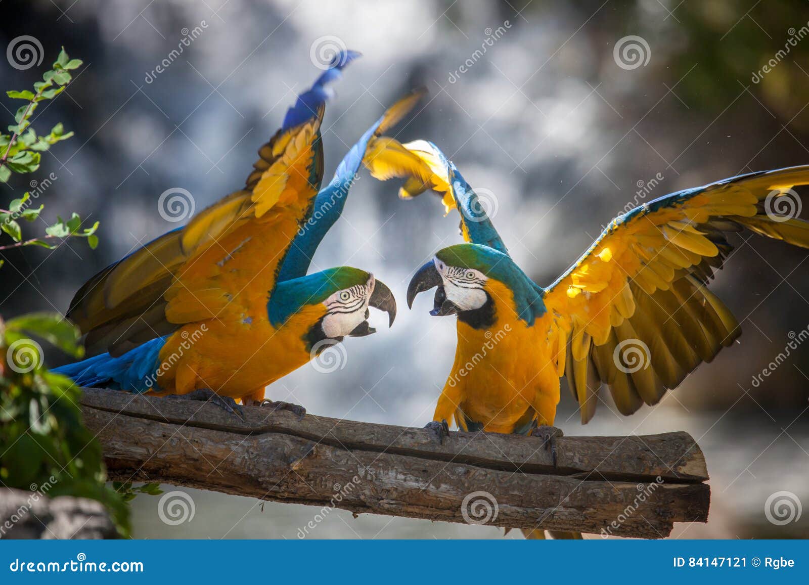 Parrots fighting stock image. Image of colourful, fighting - 84147121