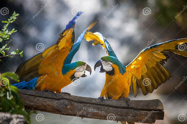 Parrots fighting stock image. Image of colourful, fighting - 84147121