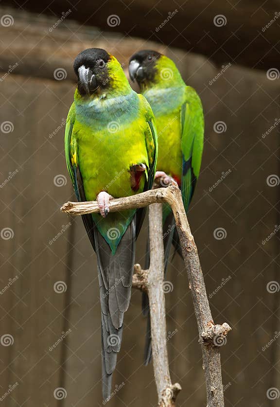 Two parrots. stock image. Image of sitting, green, bird - 69103521