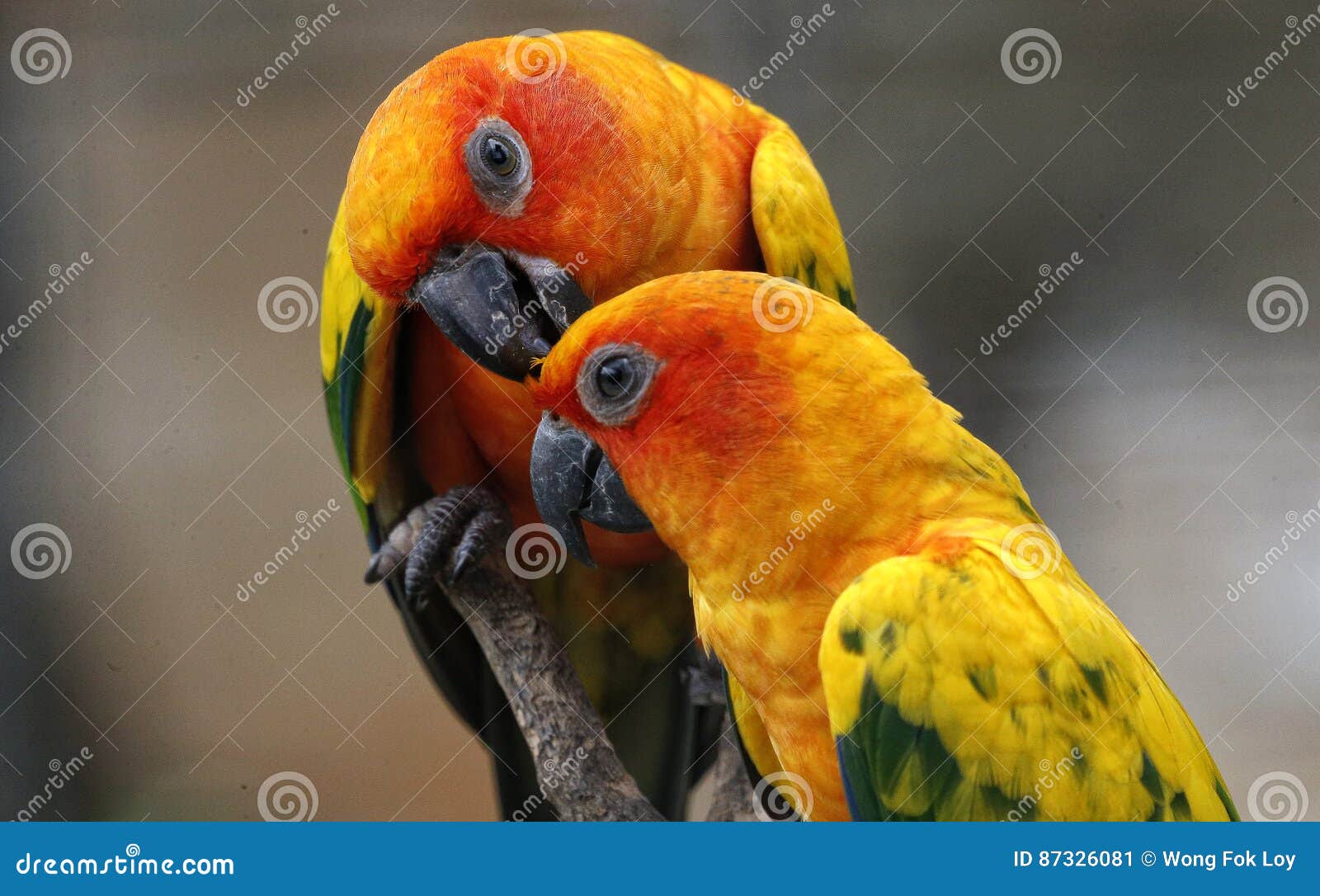 Two Parrots in Kuala Lumpur Bird Park Stock Image - Image of wildlife ...