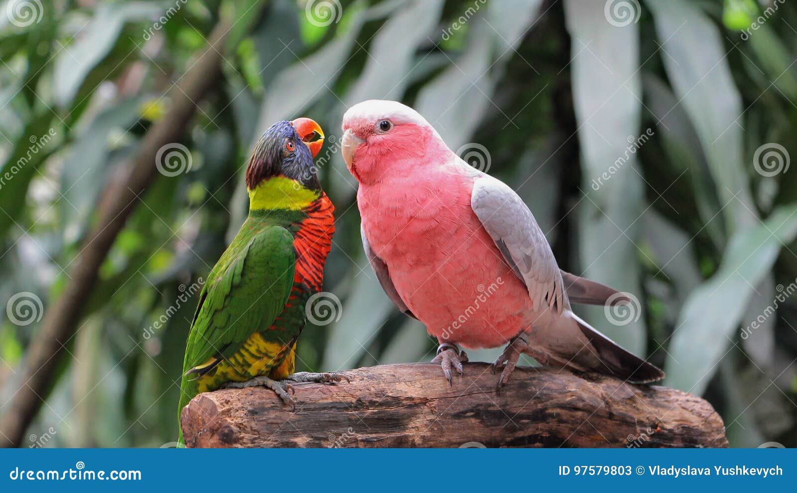 Two parrots stock image. Image of vibrant, mates, macaw - 97579803