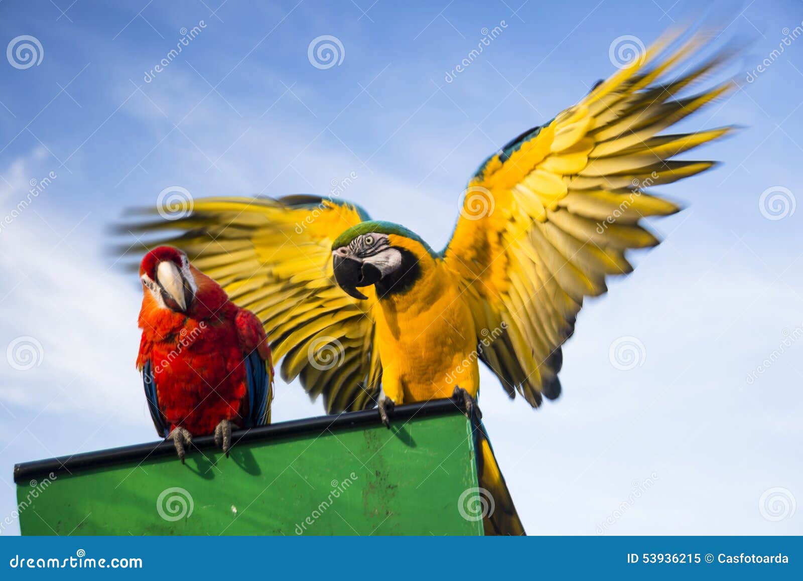 Two parrots stock image. Image of beautiful, blue, macaw - 53936215