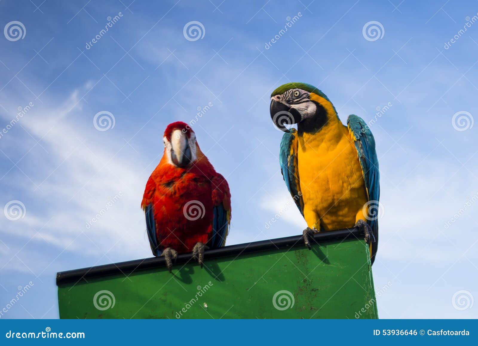 Two parrots stock photo. Image of amazon, blue, parrot - 53936646