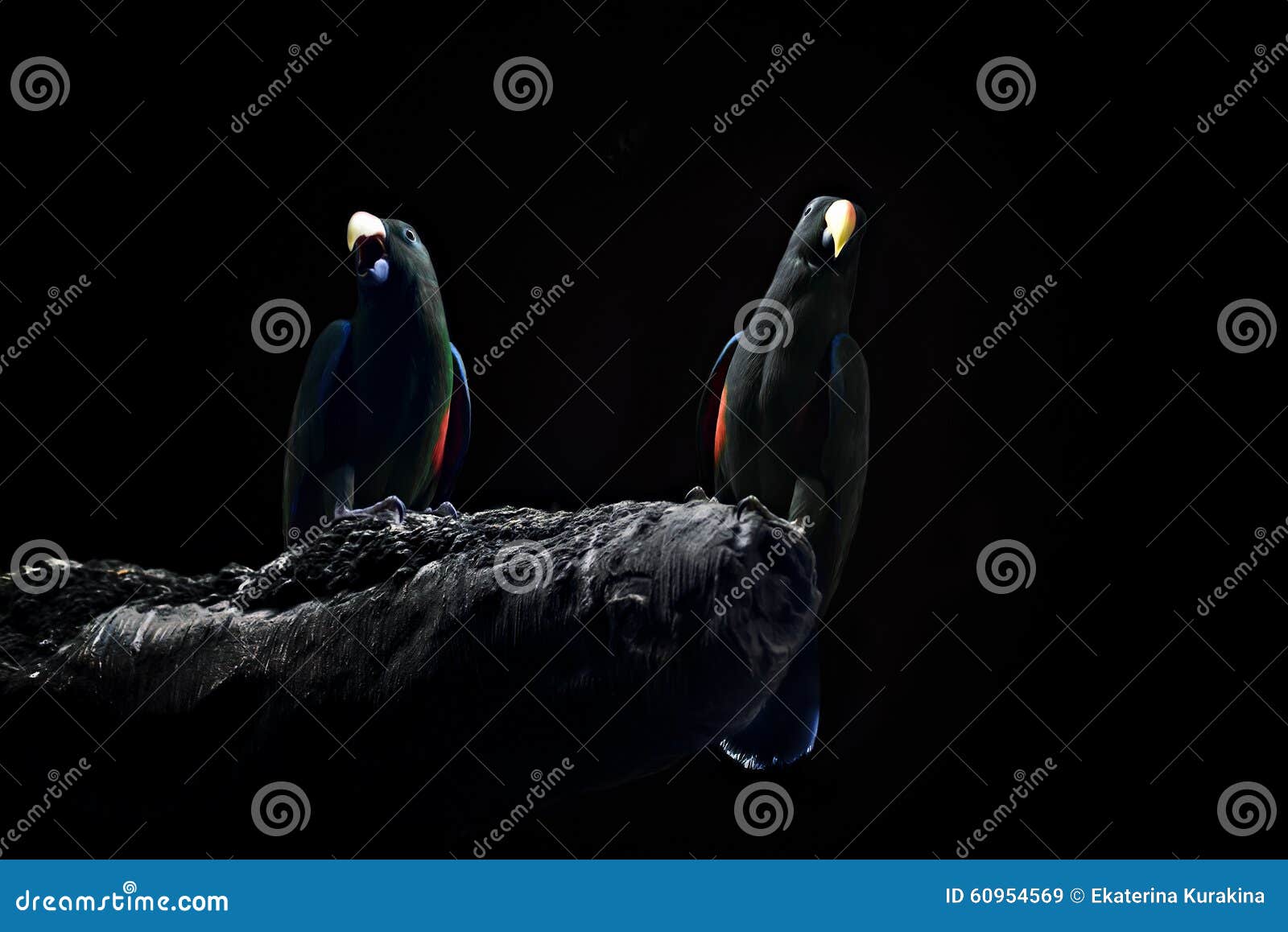 Two Parrots from the Moscow Zoo Stock Image - Image of color, talking ...