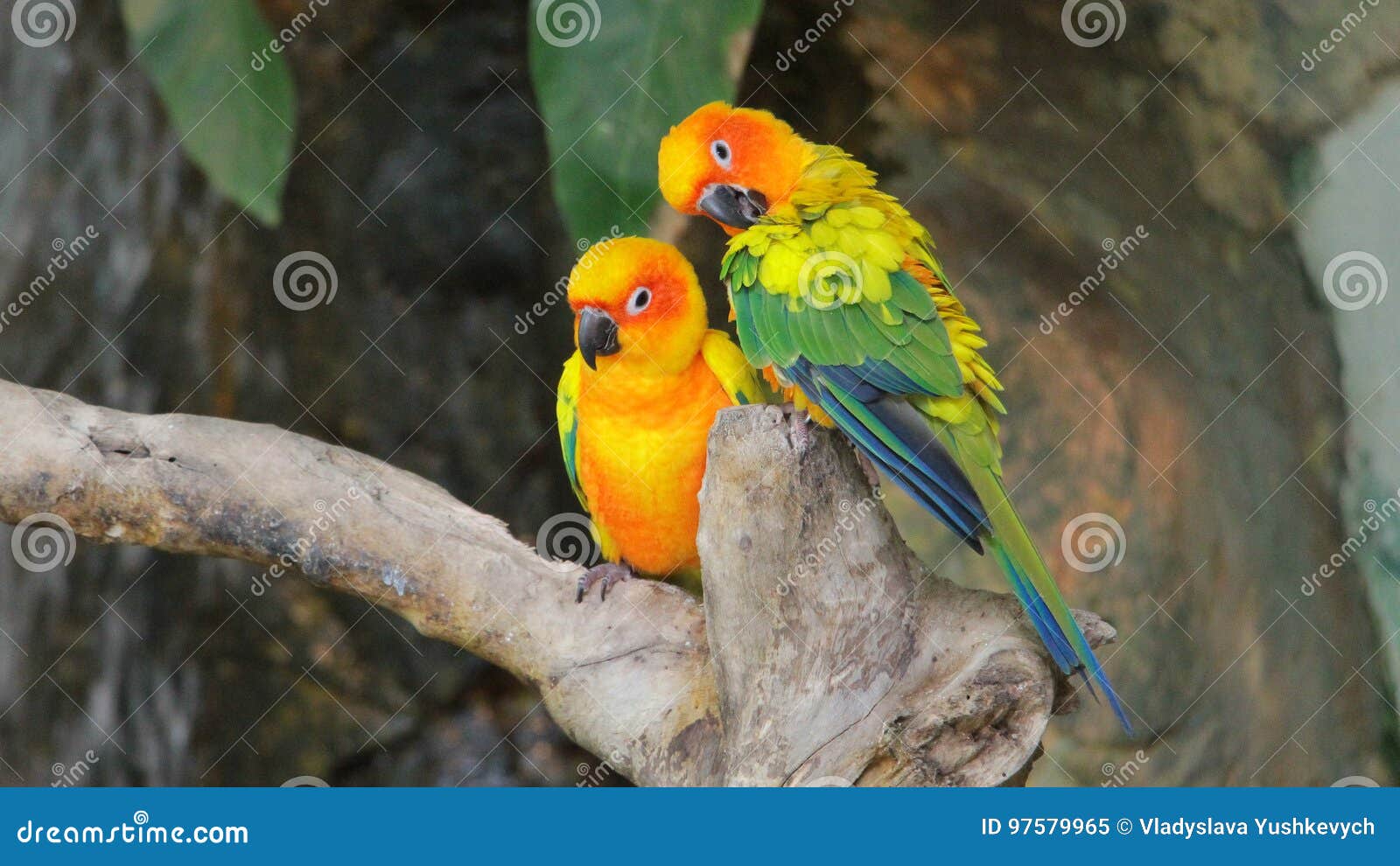 Two parrots stock image. Image of isolated, tropical - 97579965