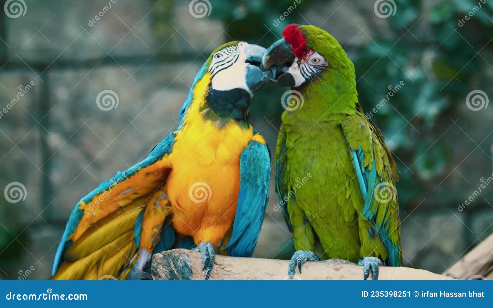 Two Parrots Playing Each Other Stock Image - Image of budgie, playing ...