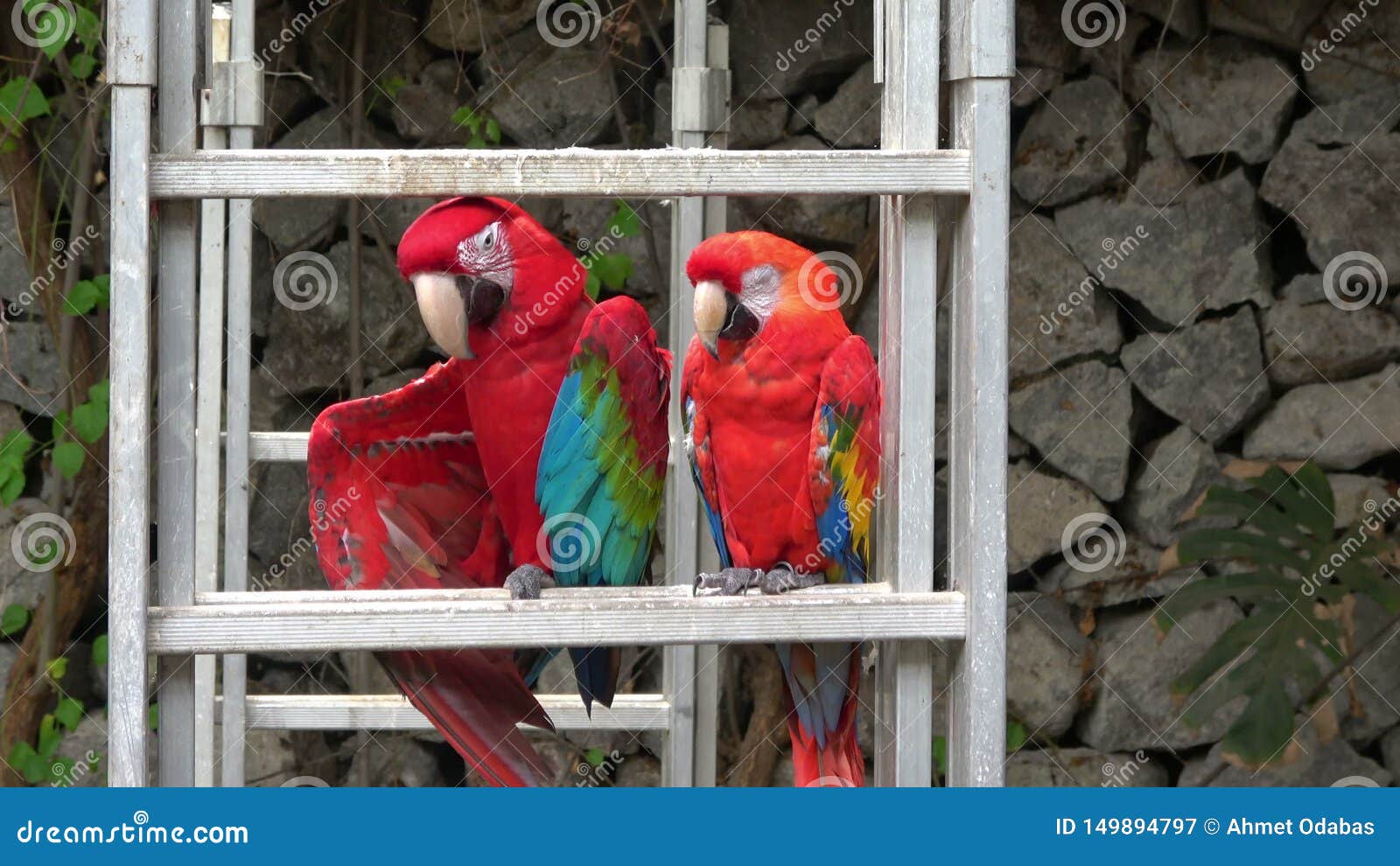 A Two Parrots Resting in the Perch Stock Video - Video of asia, blue ...
