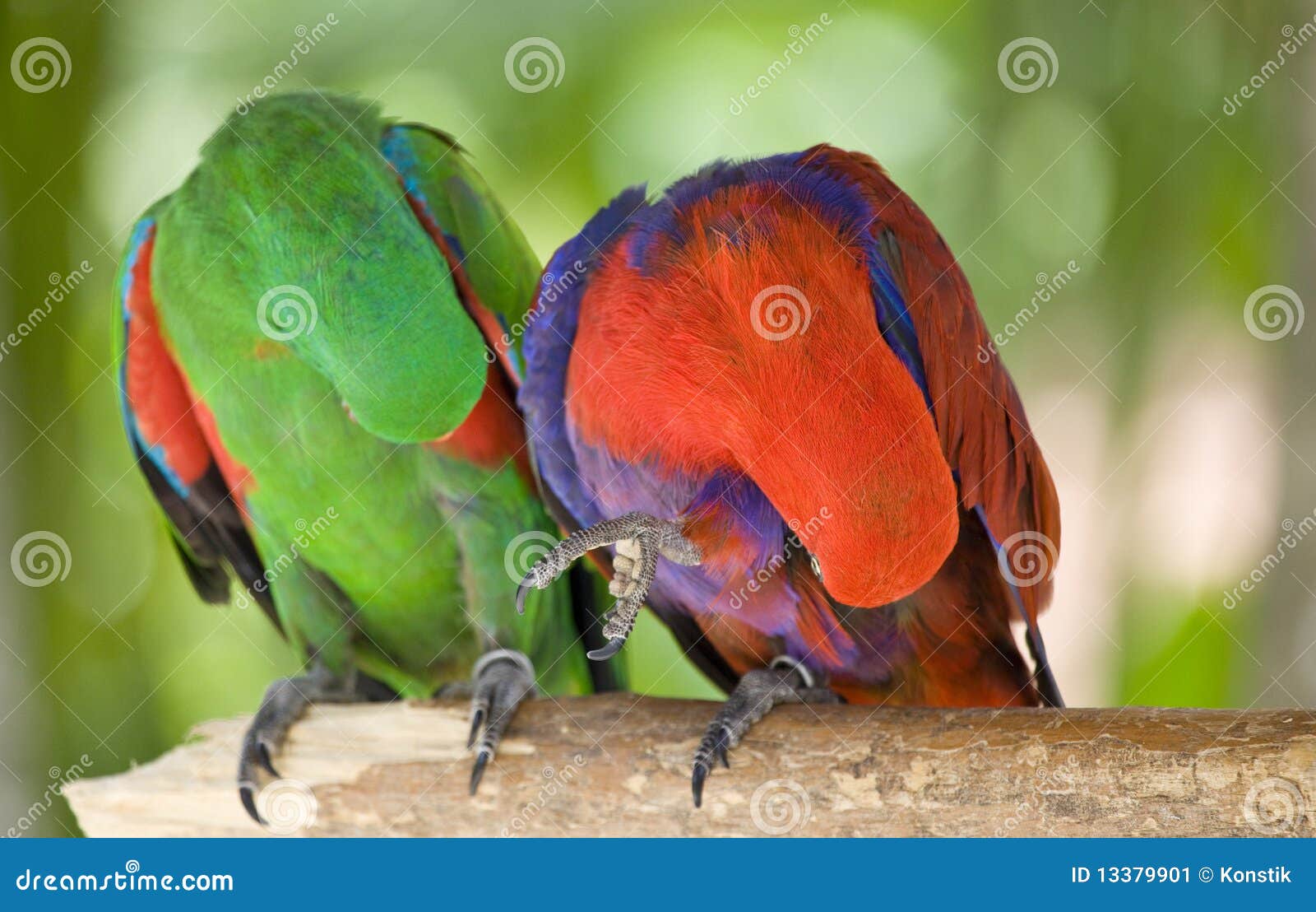 Two Parrots Scratch Wing with Beak Stock Image - Image of scarlet ...